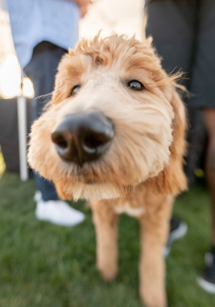 Adopt - The Heroic Tail Dog Rescue