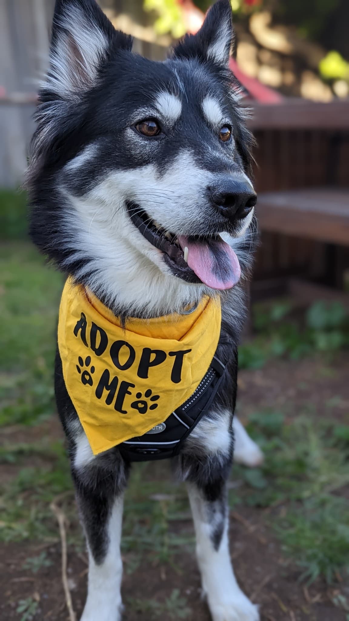 333 Rule Of Adopting A Dog The Heroic Tail Dog Rescue 333 Rule Of Adopting A Dog The Heroic Tail Dog Rescue